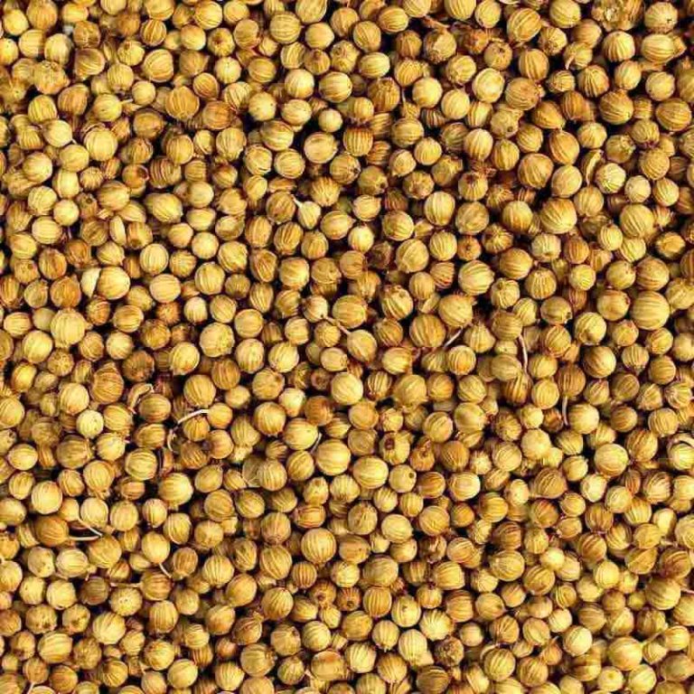 Coriander Seeds Exporter from Indonesia - Tanjung Pura Trade